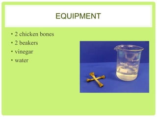 Rubberybonesprac | PPT