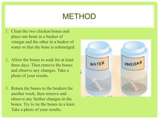 Rubberybonesprac | PPTX