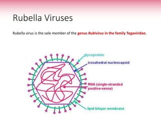 Rubella Virus