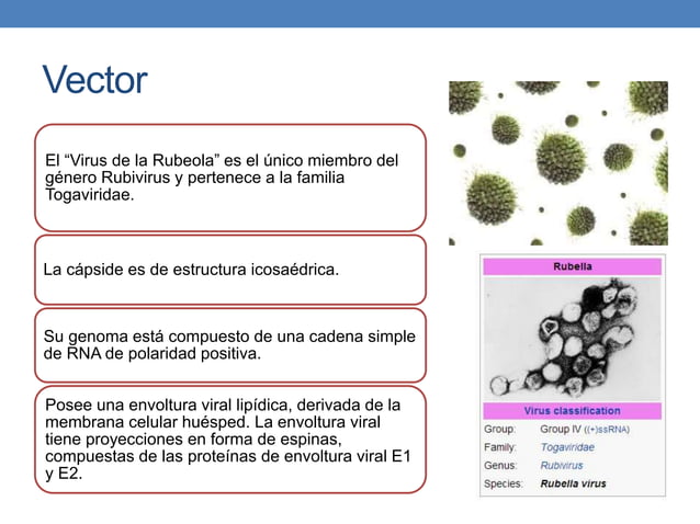 Rubeola | PPT