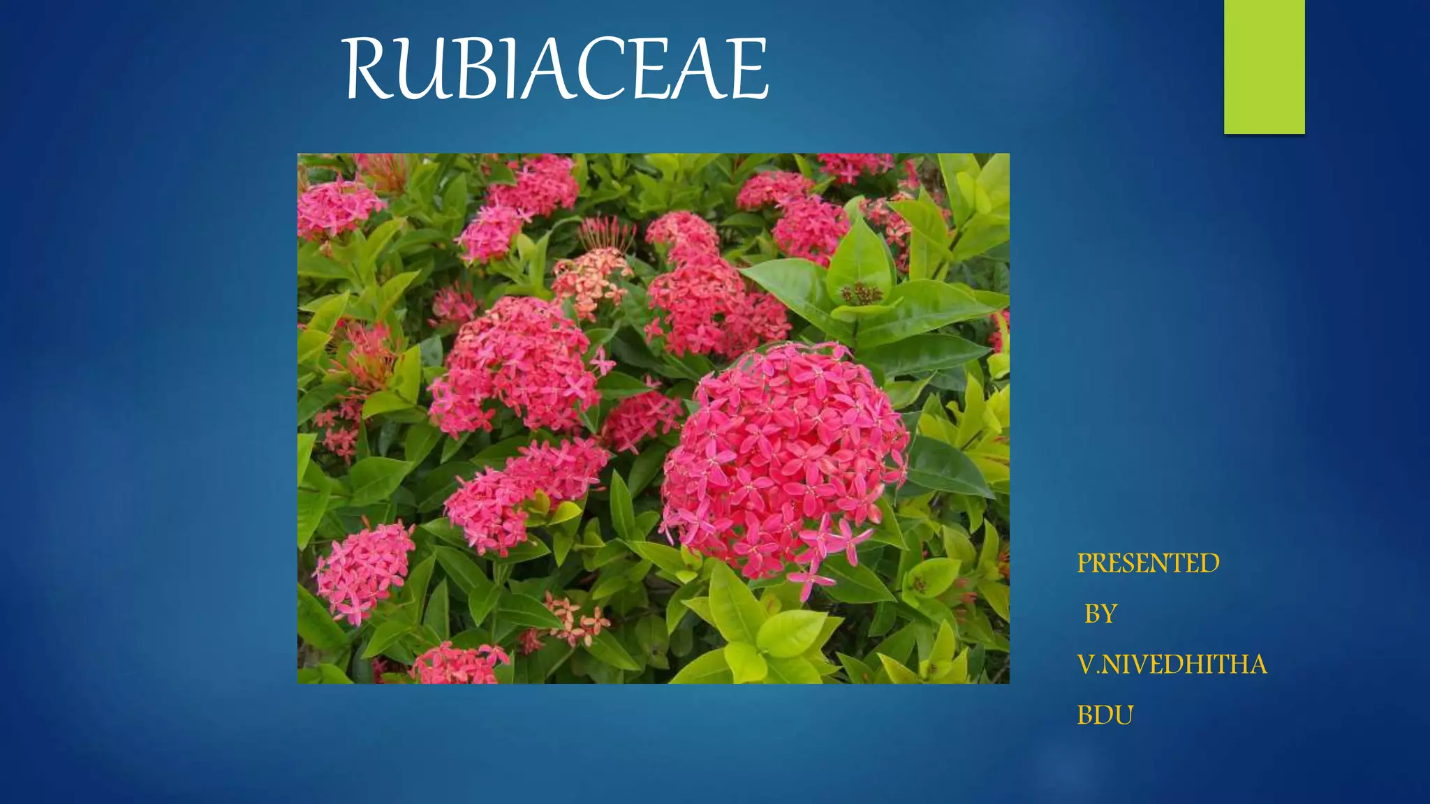 Rubiaceae | PPTX