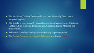Rubiaceae | PPTX