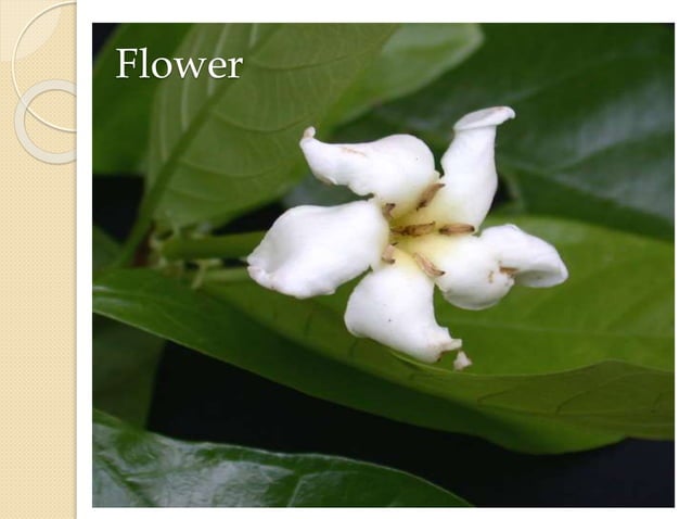 Rubiaceae | PPTX | Gardening | Home & Garden