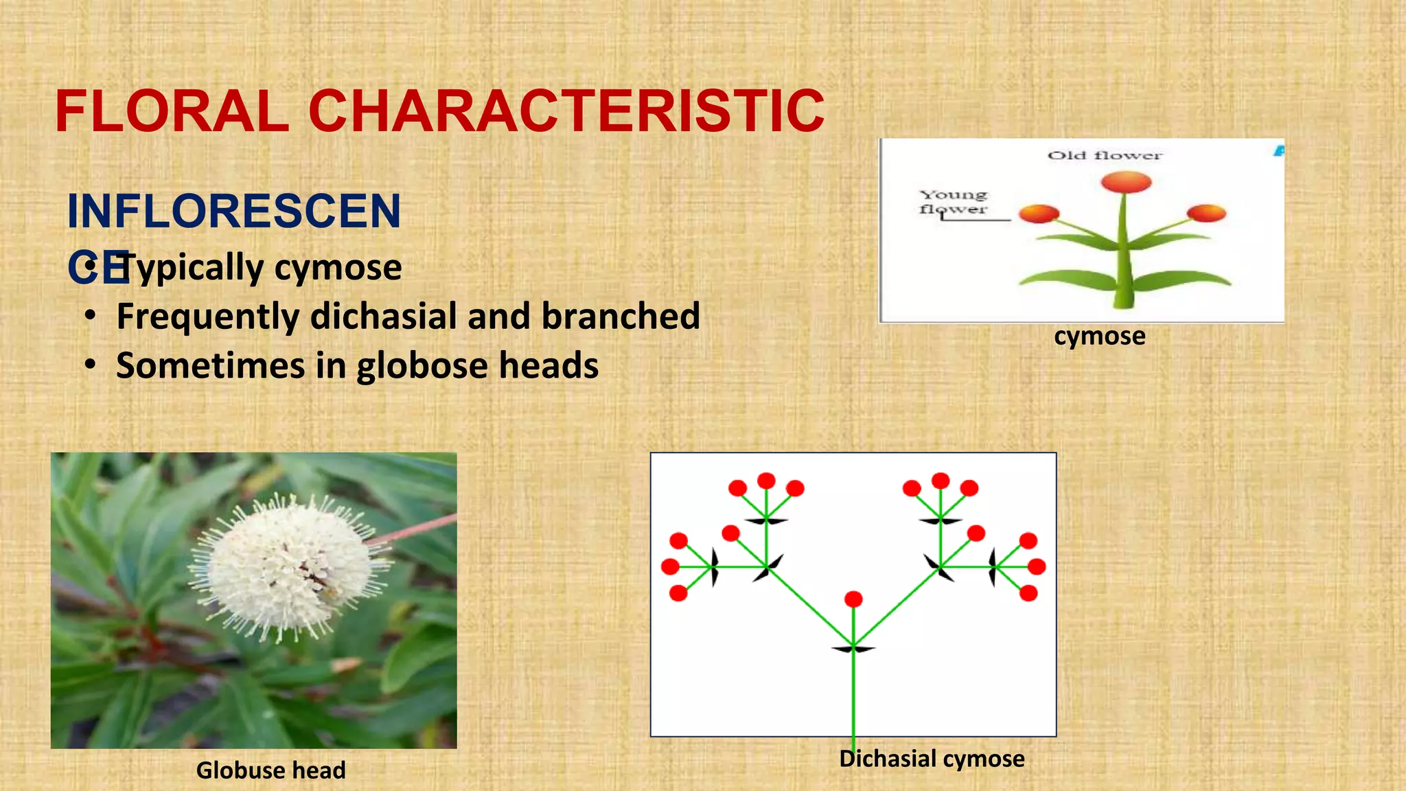 Family Rubiaceae.pptx