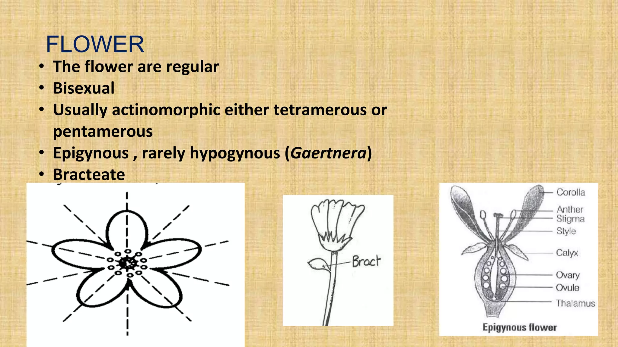 Family Rubiaceae.pptx