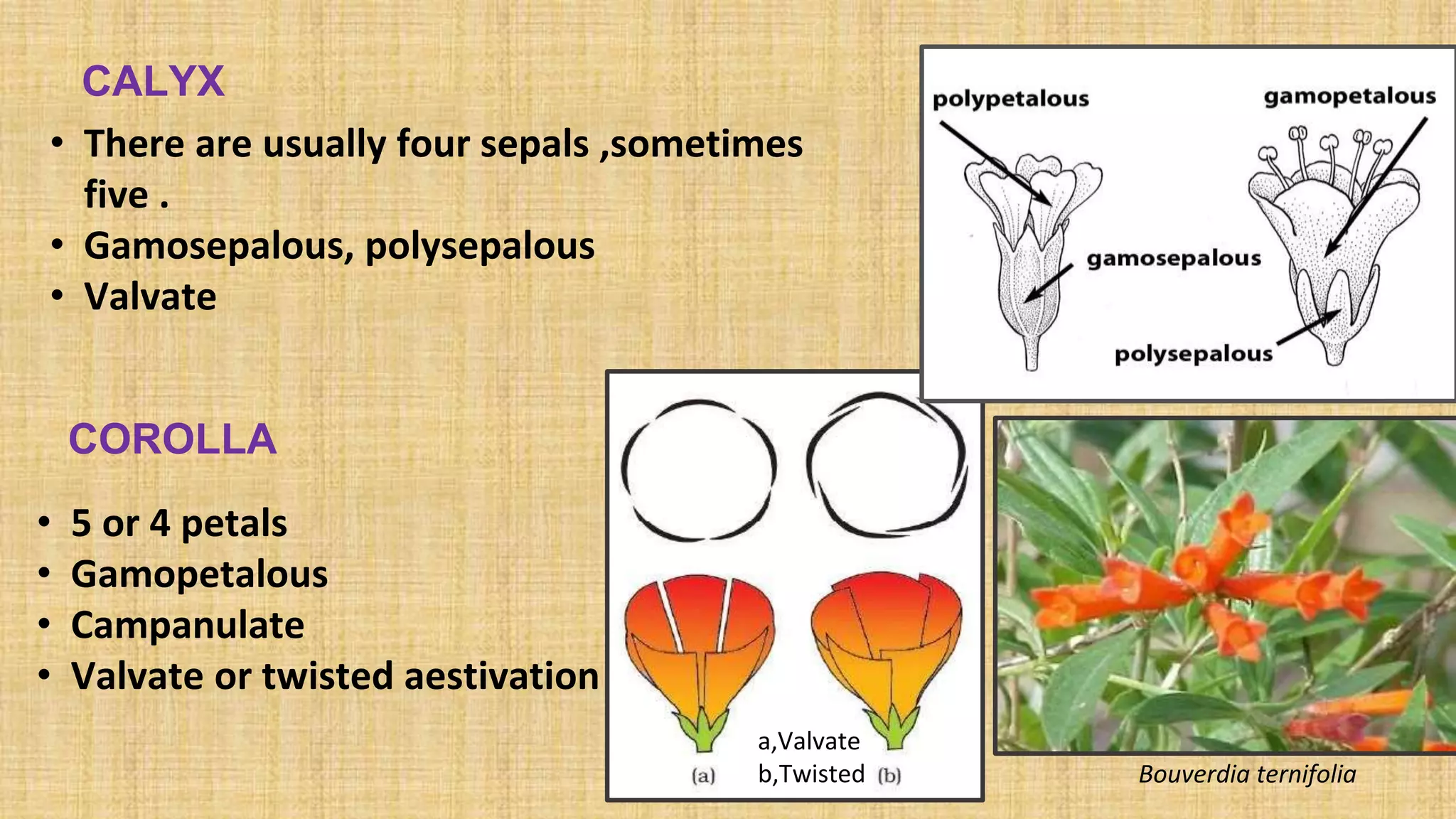 Family Rubiaceae.pptx