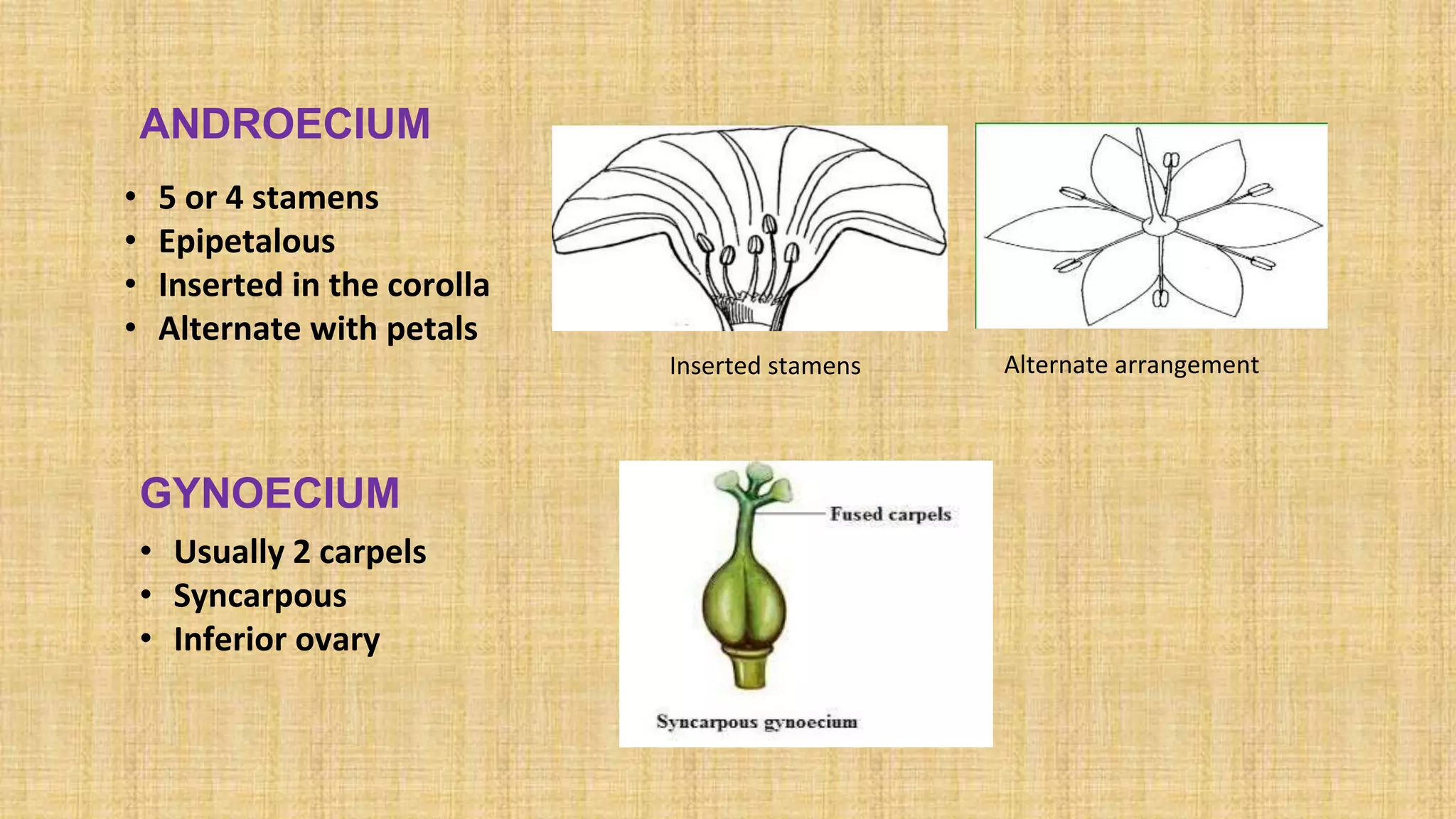 Family Rubiaceae.pptx