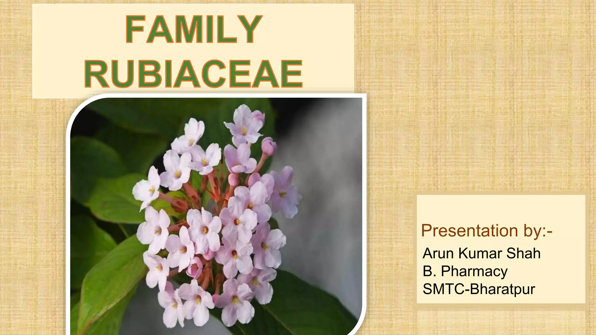 Family Rubiaceae.pptx