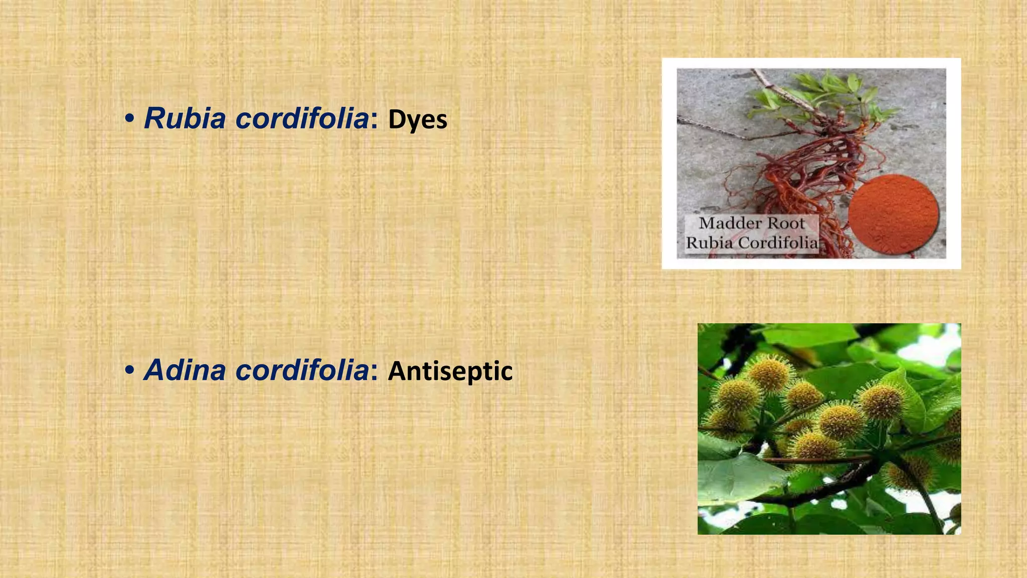 Family Rubiaceae.pptx