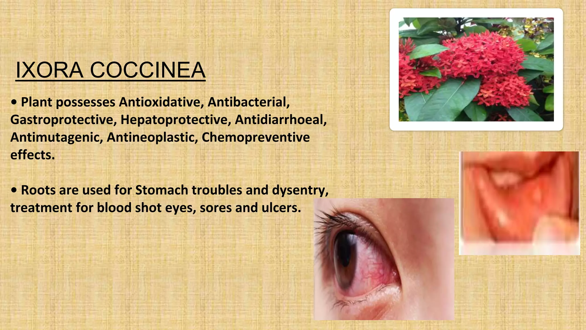 Family Rubiaceae.pptx