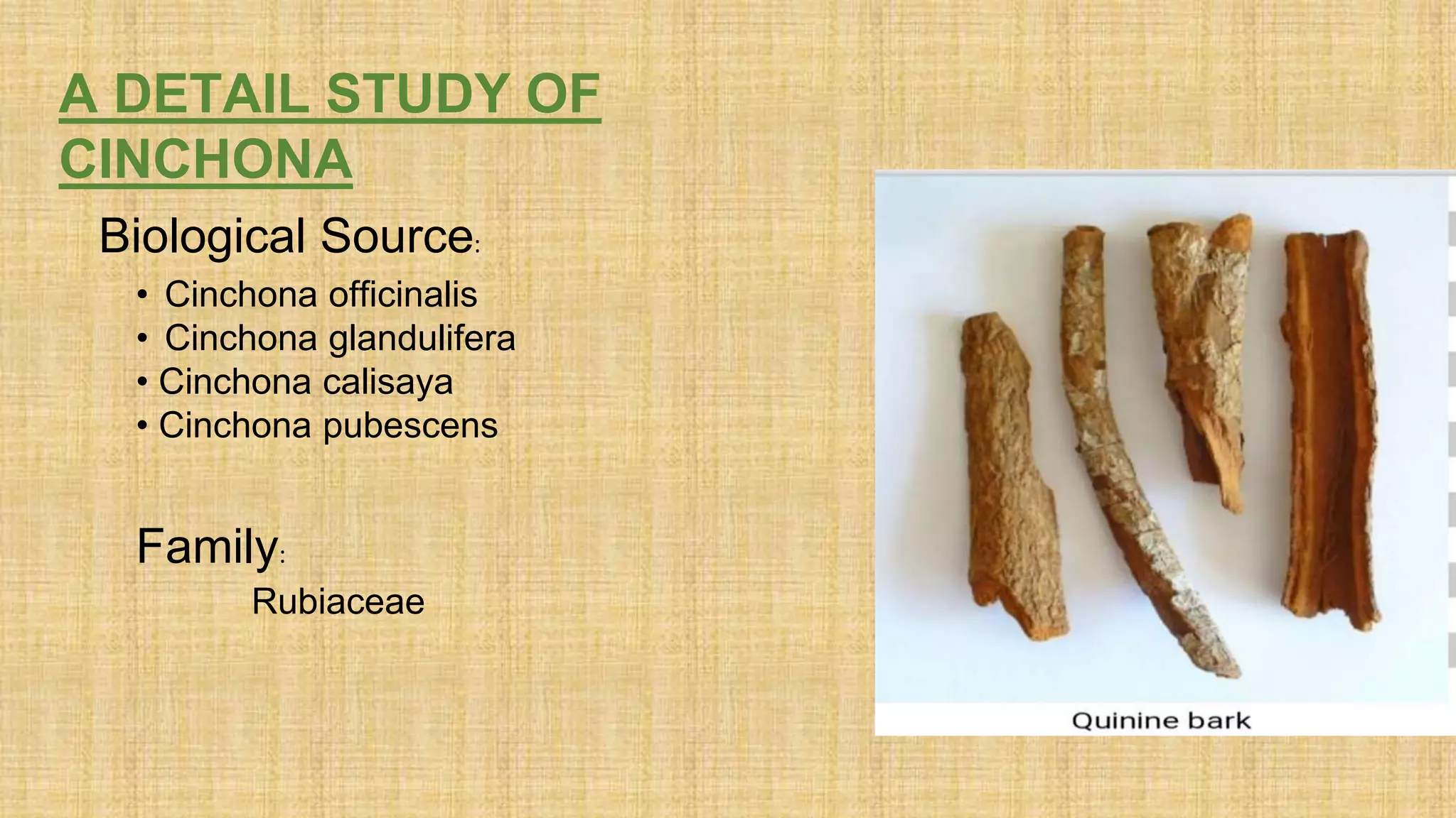 Family Rubiaceae.pptx