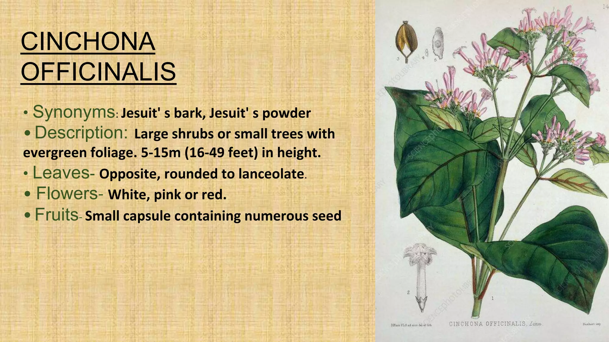 Family Rubiaceae.pptx