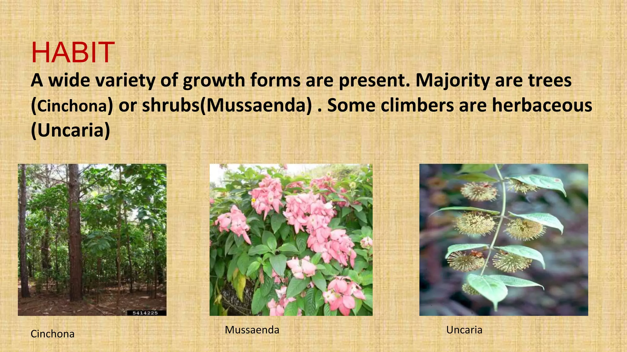 Family Rubiaceae.pptx