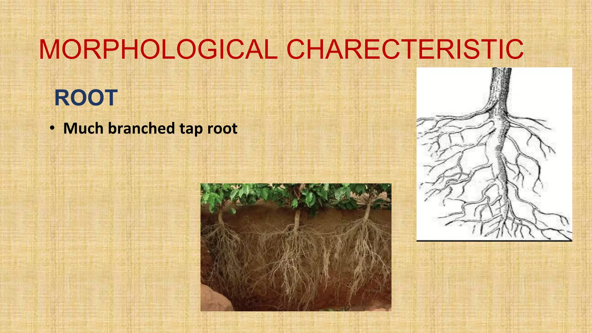 Family Rubiaceae.pptx