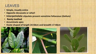 Family Rubiaceae.pptx