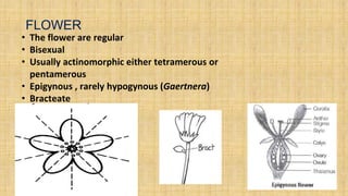 Family Rubiaceae.pptx