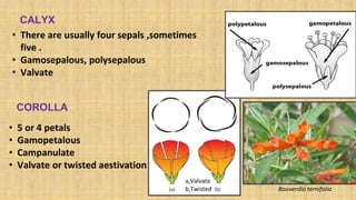 Family Rubiaceae.pptx