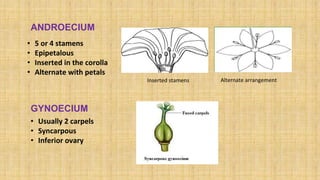 Family Rubiaceae.pptx