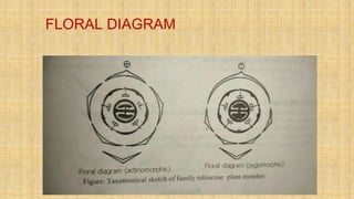 Family Rubiaceae.pptx
