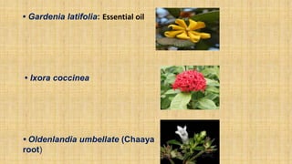 Family Rubiaceae.pptx