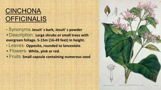 Family Rubiaceae.pptx