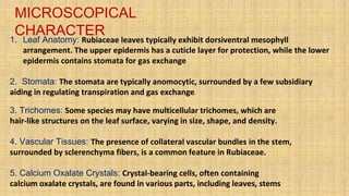 Family Rubiaceae.pptx