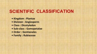 Family Rubiaceae.pptx