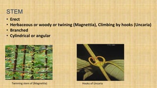 Family Rubiaceae.pptx