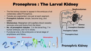 Rubina kidney 123-2.pptx | Free Download