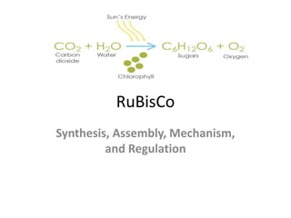RuBisCo.ppt