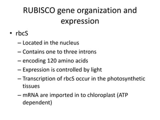 RuBisCo.ppt