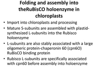 RuBisCo.ppt