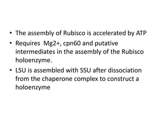 RuBisCo.ppt