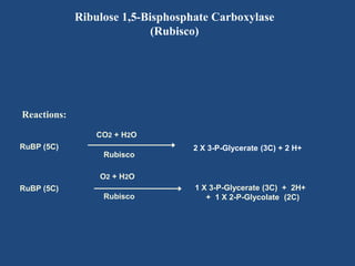 RuBisCo.ppt