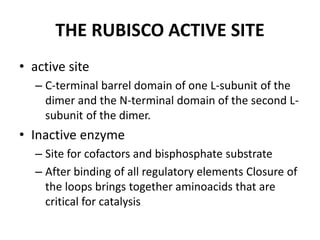 RuBisCo.ppt