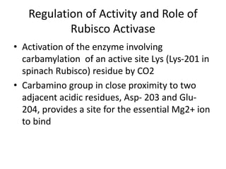 RuBisCo.ppt
