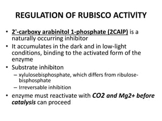 RuBisCo.ppt