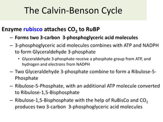 RuBisCo.ppt