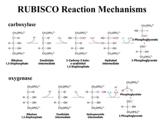RuBisCo.ppt