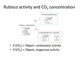 RuBisCo.ppt