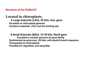 RuBisCo.ppt