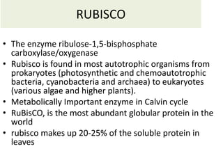 RuBisCo.ppt