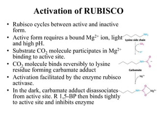 Rubisco