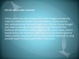 Rubus moluccanus ppt | PPT