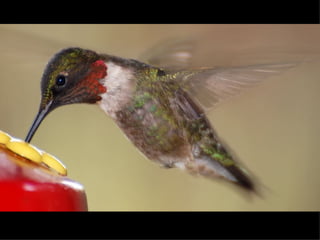 Ruby Throated Hummingbirds | PPS