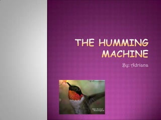 Ruby Throated Humming Bird | PPT