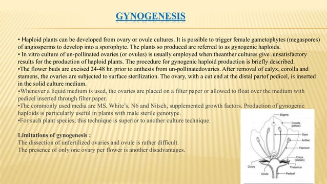 Haploid plant production and germplasm conservation of plants | PPT