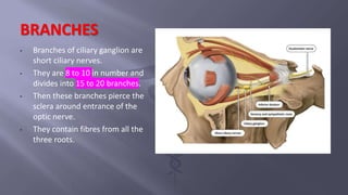 Cilliaryppt.ruchipptx12345678document910 | PPT