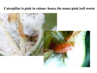 Biology of Pectinophora gossypiella | PPTX
