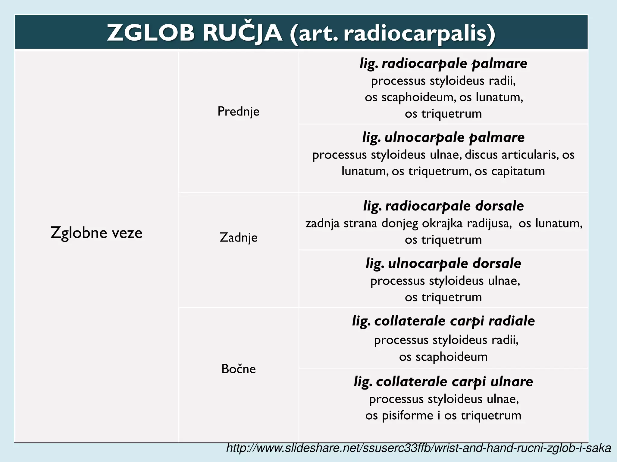 Manuelni misicni test rucnog zgloba (art. radiocarpalis) Wrist | PDF